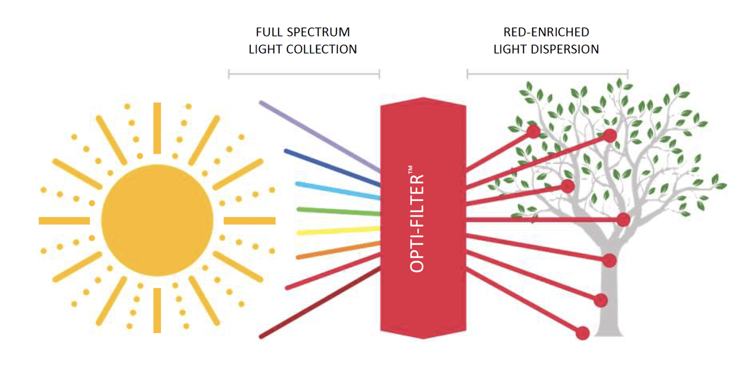 Harnessing the Sun’s Power - Environmentally Friendly Agricultural ...