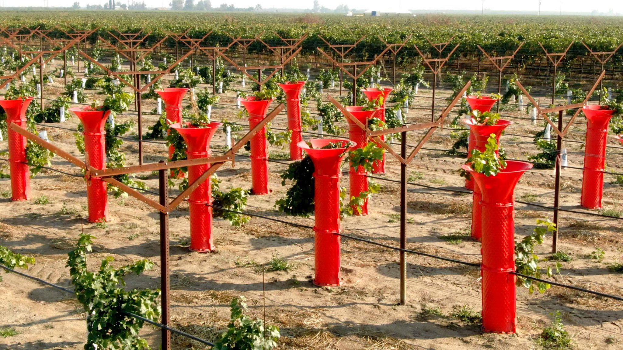 Unlock Your Vines Potential with Opti-Filter Technology | Opti-Harvest